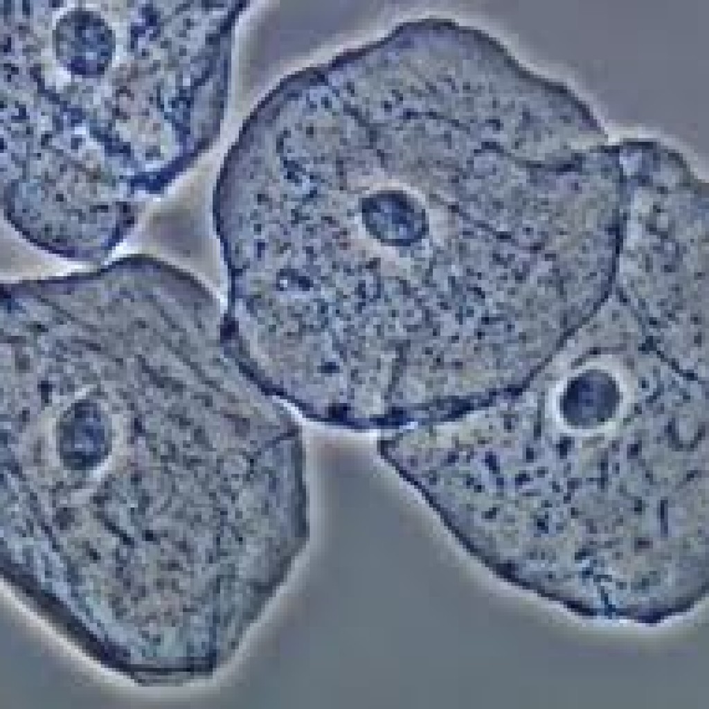 Cheek Cells - Meyer Instruments