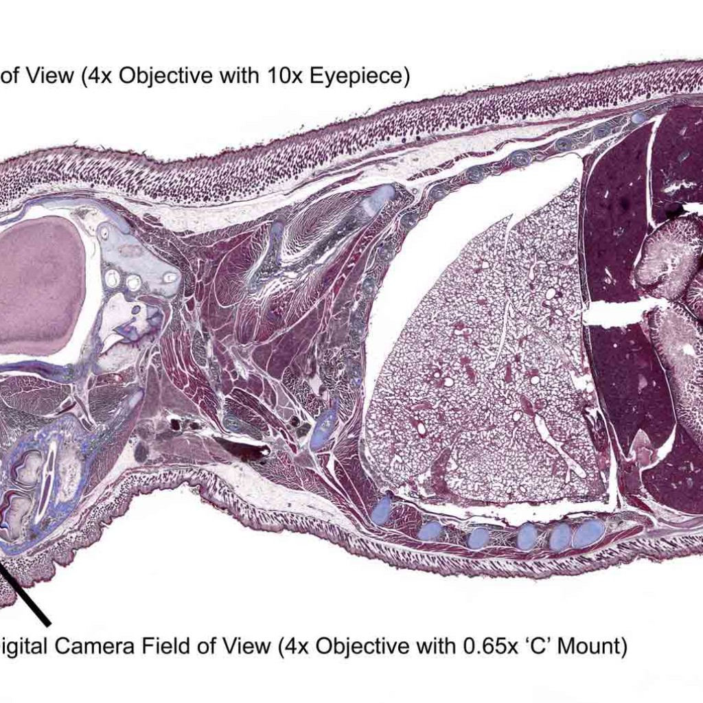 mouse_4x (1) - Meyer Instruments