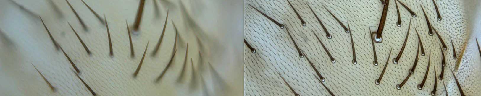 Drosophila 2 - Meyer Instruments