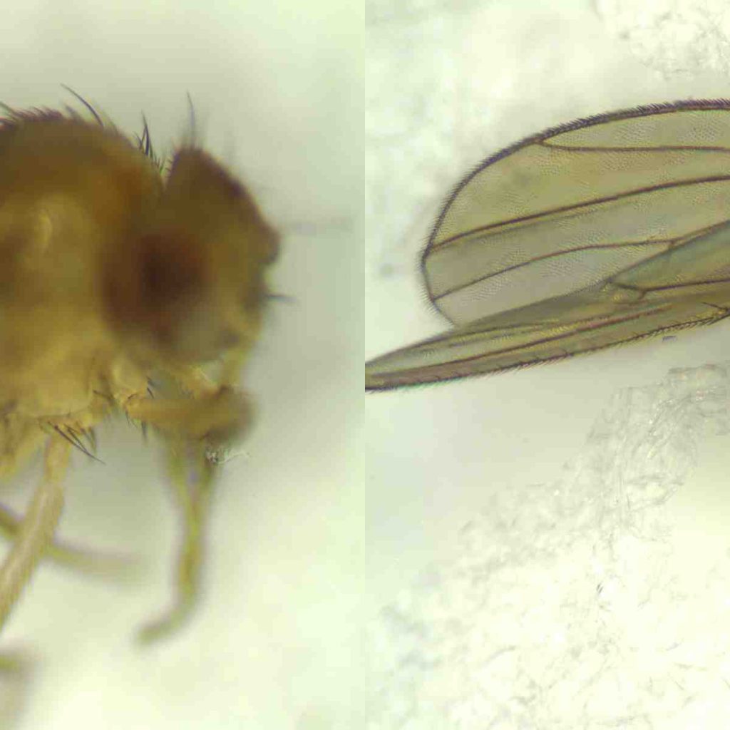 Fly - Meyer Instruments