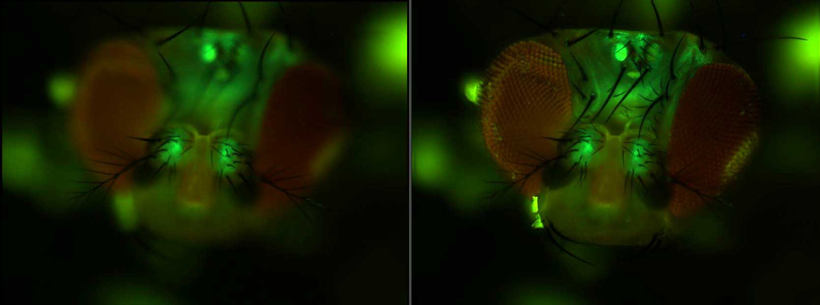 Fly (2) - Meyer Instruments