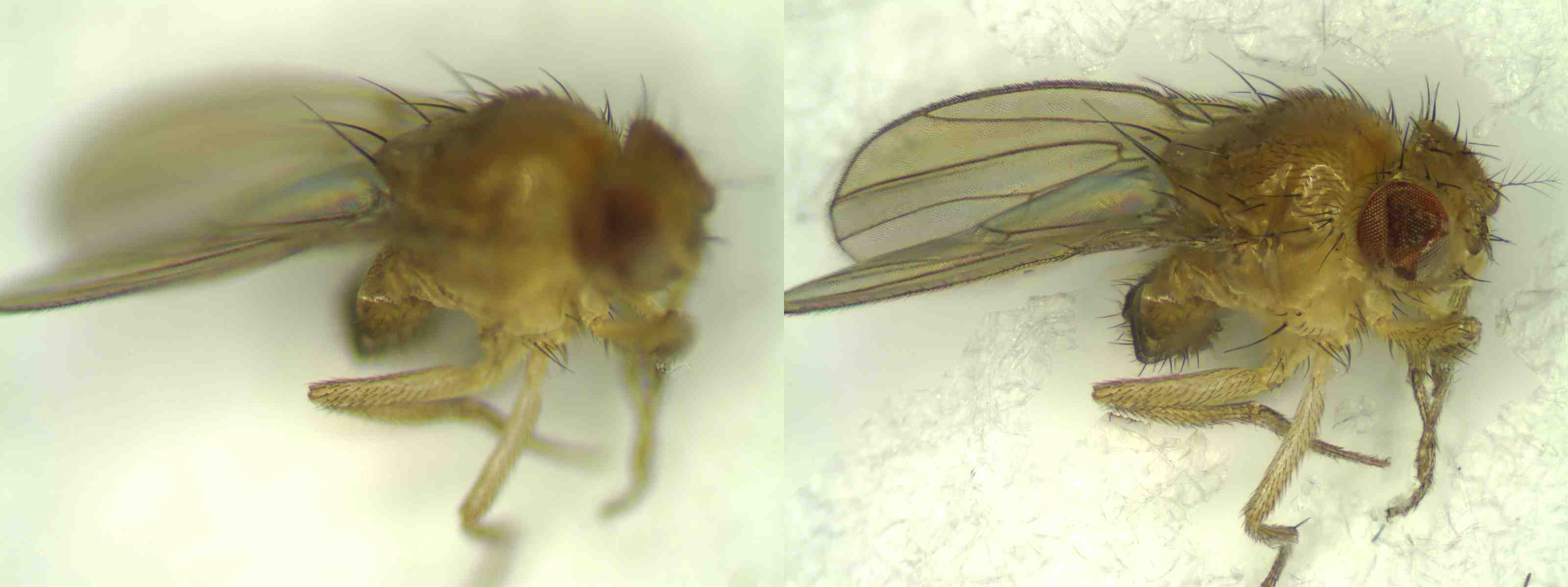 Fly - Meyer Instruments