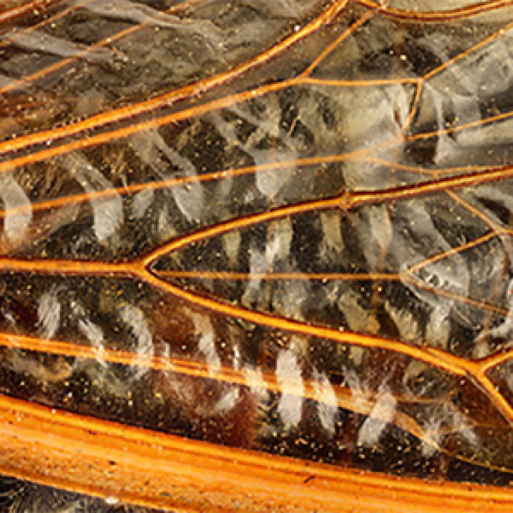 1 GIGAmacro - Meyer Instruments