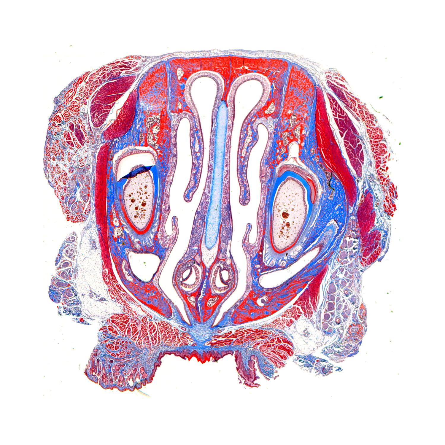 Histological Cross Section_PathScan Eanbler 5 - Meyer Instruments