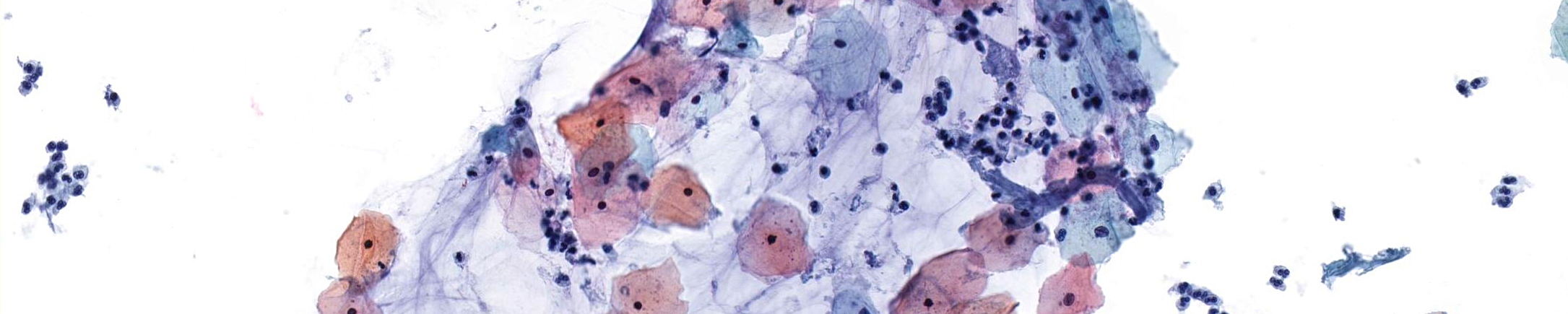 Motic-Easy-Scan-Pro - Meyer Instruments