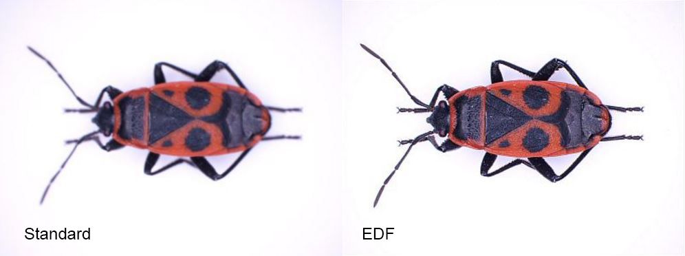 Bug Compare EDF - Meyer Instruments