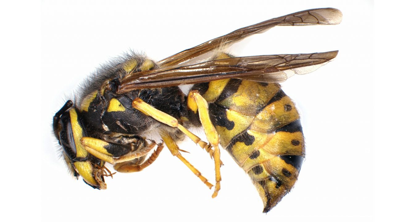 Wasp - Meyer Instruments