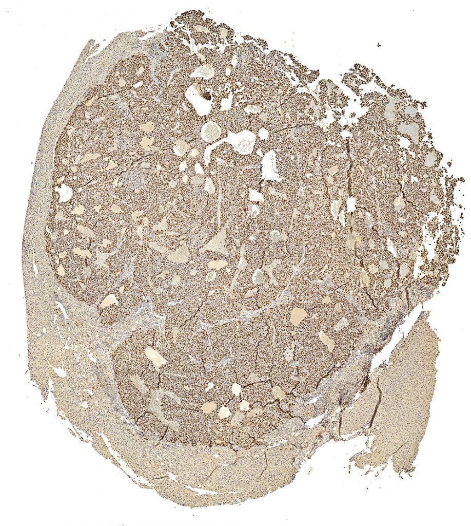 IHC 05 - Meyer Instruments