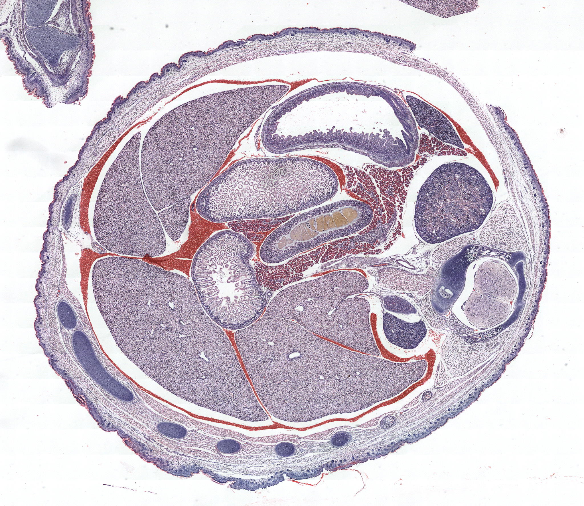 Manual Microscope Image Stitching - Meyer Instruments
