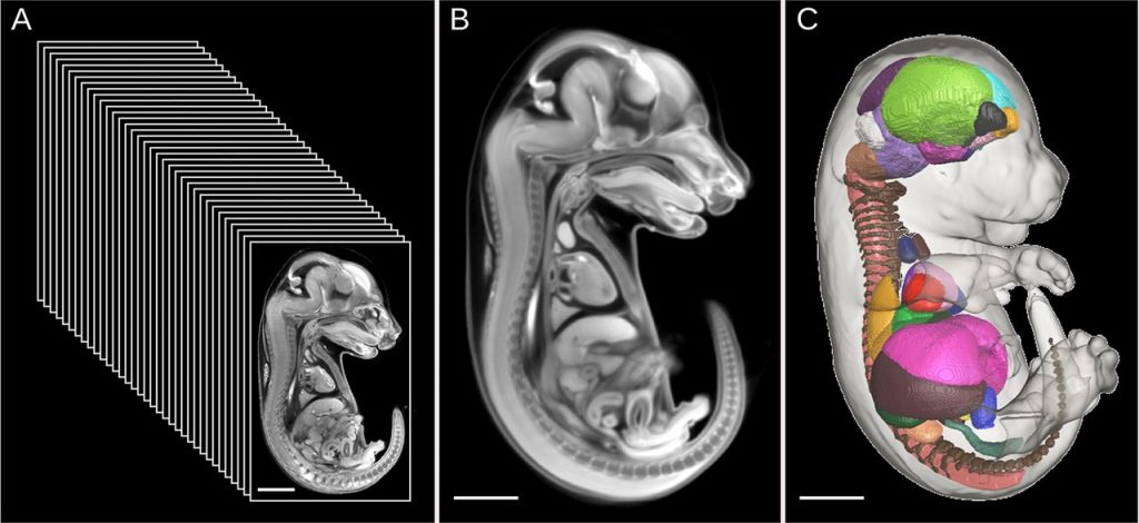 3d HREM Image - Meyer Instruments
