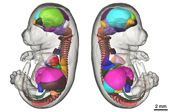 HREM 3D Embryo Model - Meyer Instruments