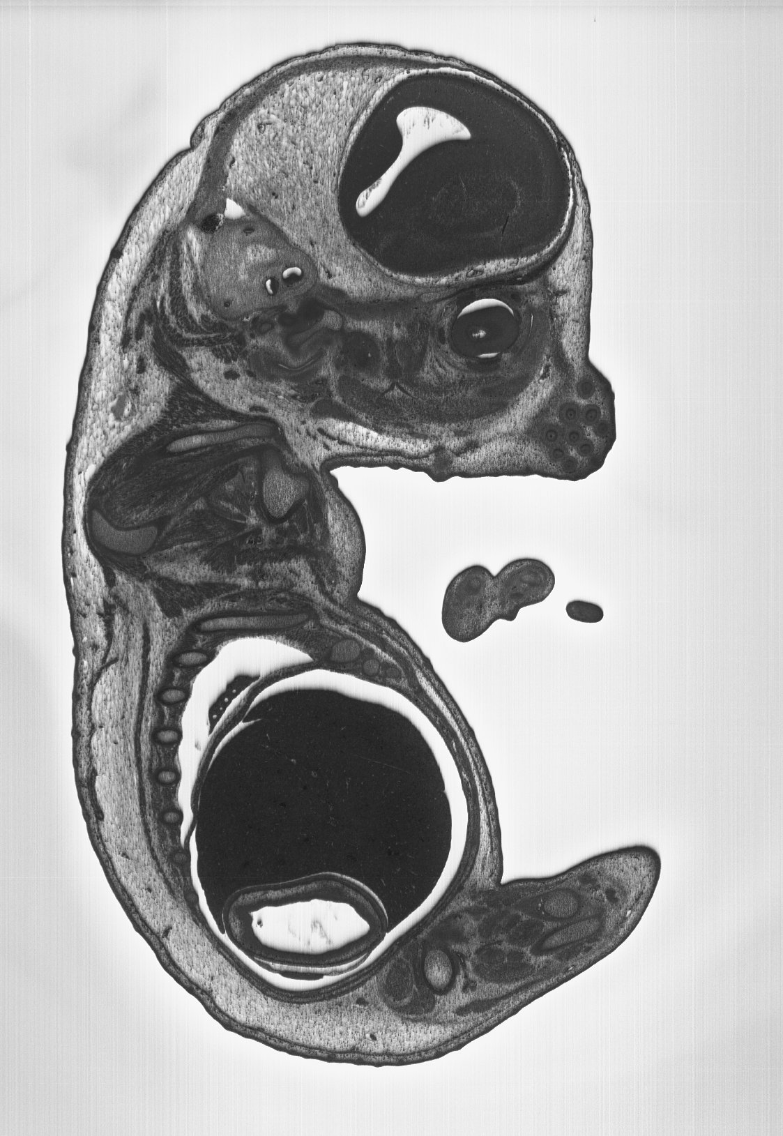 HREM - New 3D Imaging - Meyer Instruments
