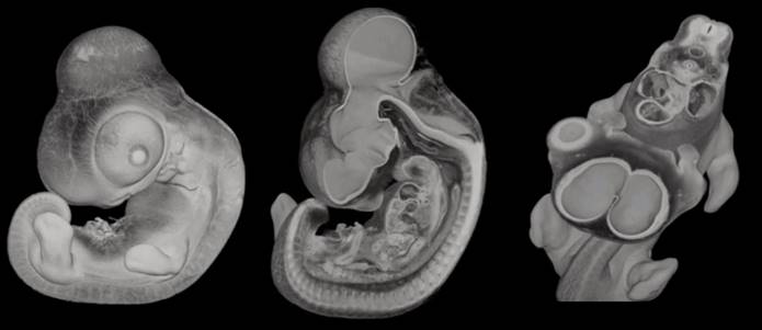 HREM - New 3D Imaging - Meyer Instruments