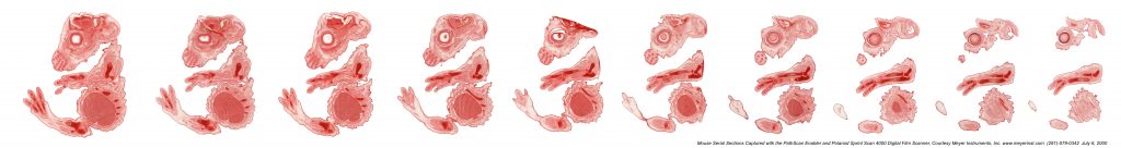 mice_10 - Meyer Instruments