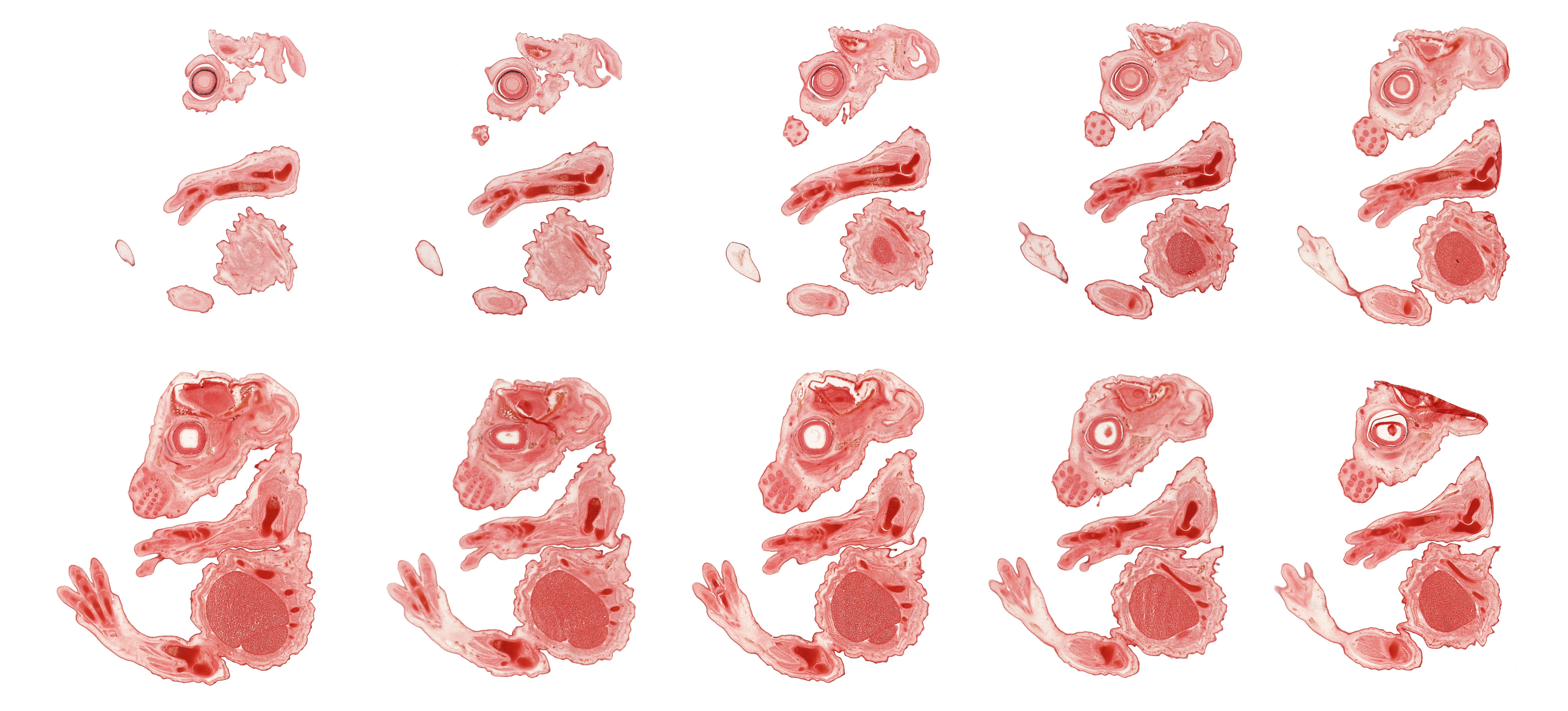 mice_5x5 - Meyer Instruments