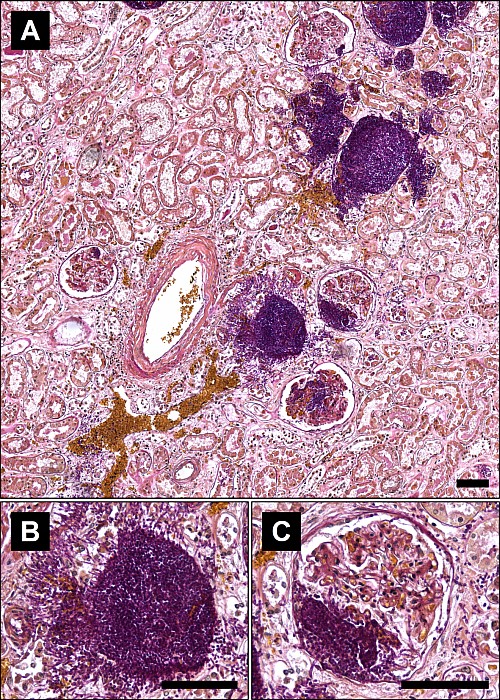 figure_maker_exported_histology - Meyer Instruments