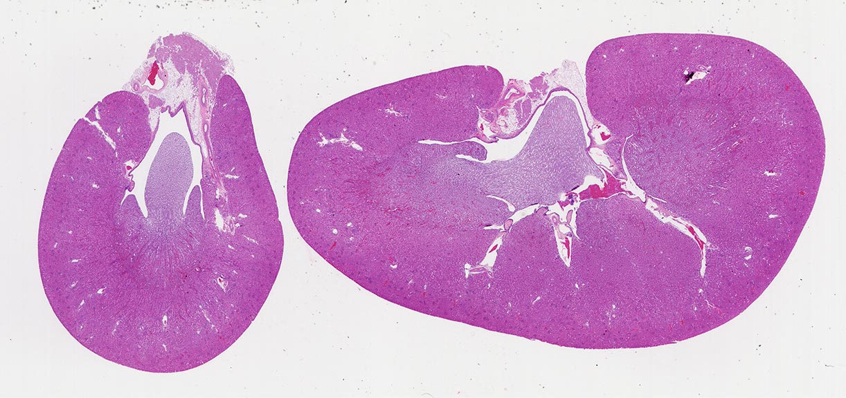 Kidney-PathScan Enabler 5 - Meyer Instruments