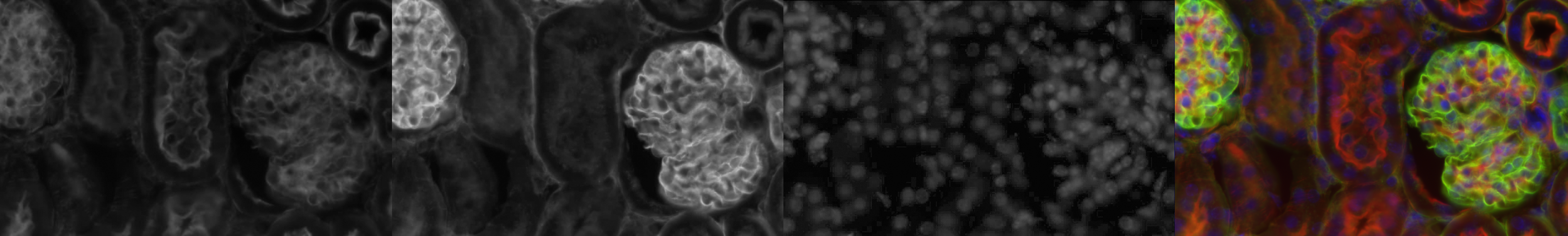 rgb-fluorescence-composite - Meyer Instruments