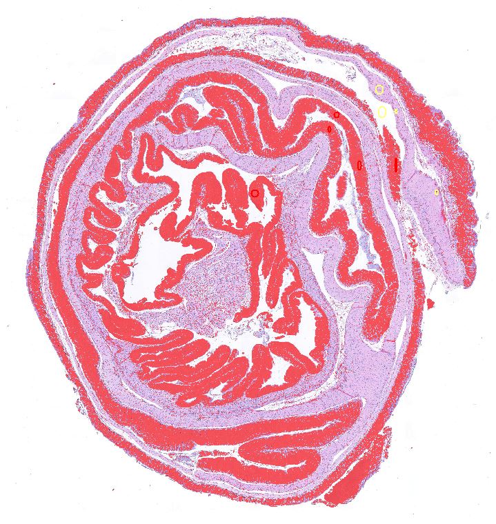 Mouse gut 1x - Meyer Instruments