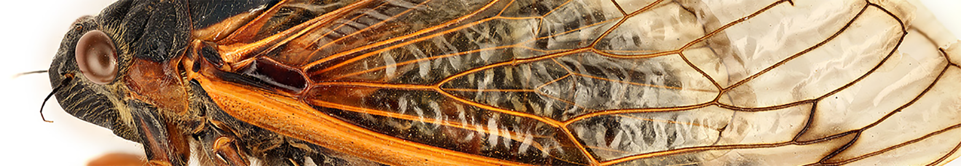 gigamacro image - Meyer Instruments