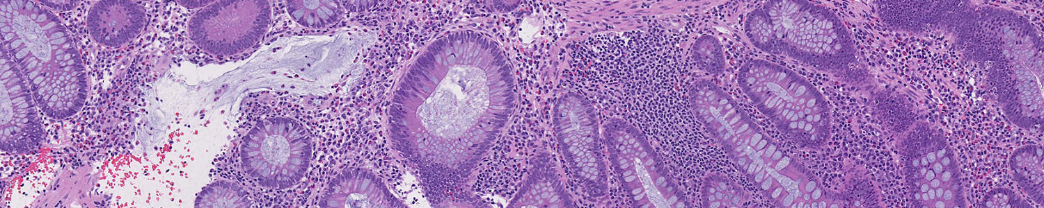 histology image - Meyer Instruments