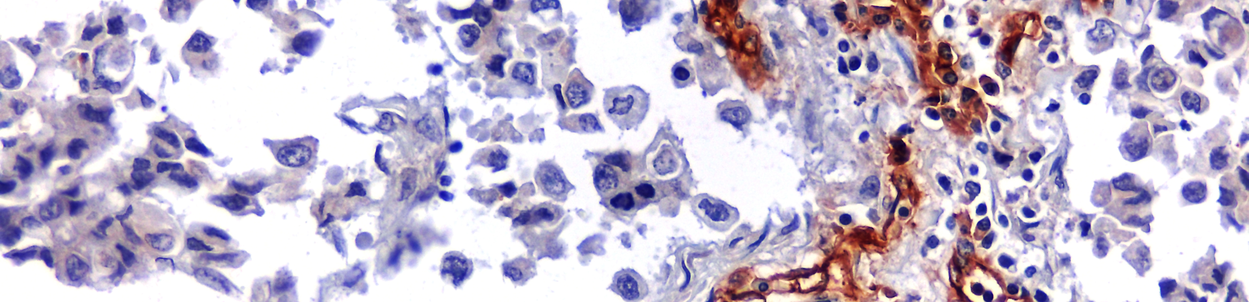 Histological Tissue - Meyer Instruments