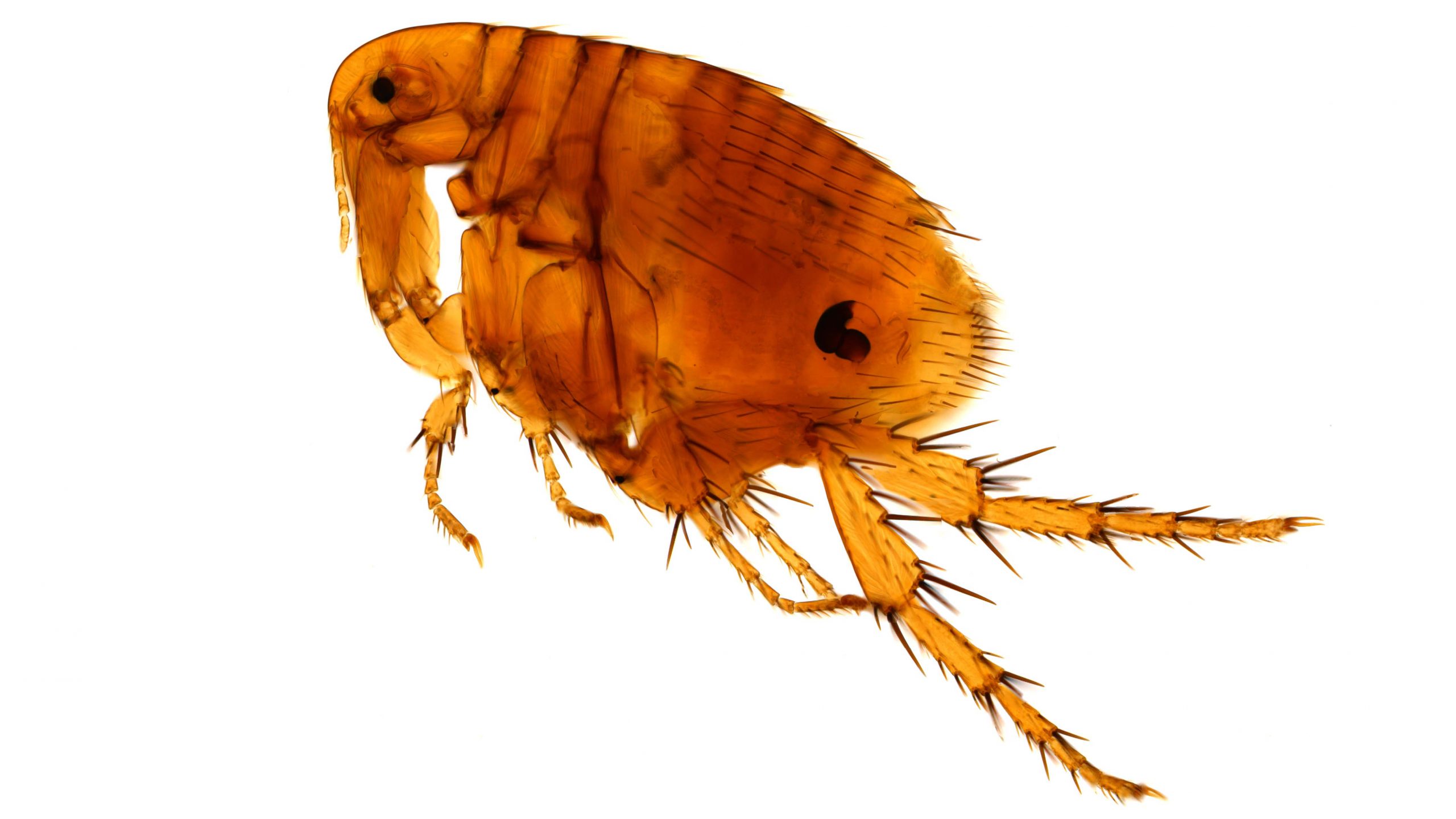 1920x1080-flea - Meyer Instruments