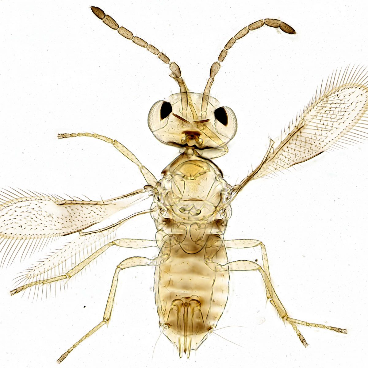 1920x1080-miniture-wasp - Meyer Instruments