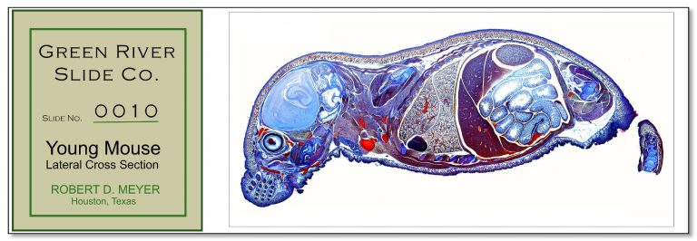 Microscope Slide Art - Meyer Instruments