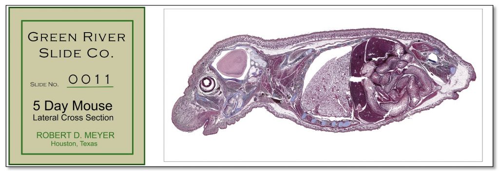 Microscope Slide Art - Meyer Instruments