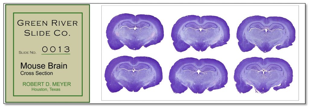 Microscope Slide Art - Meyer Instruments