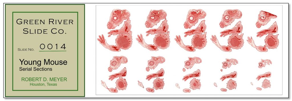 Microscope Slide Art - Meyer Instruments