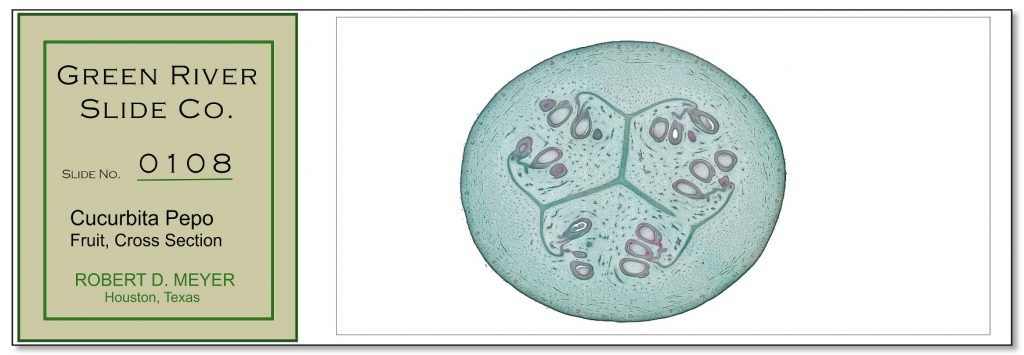 Microscope Slide Art - Meyer Instruments