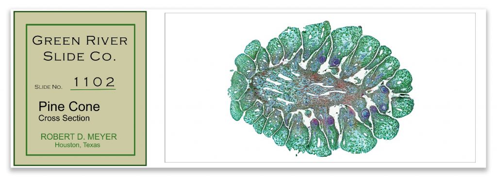 Microscope Slide Art - Meyer Instruments