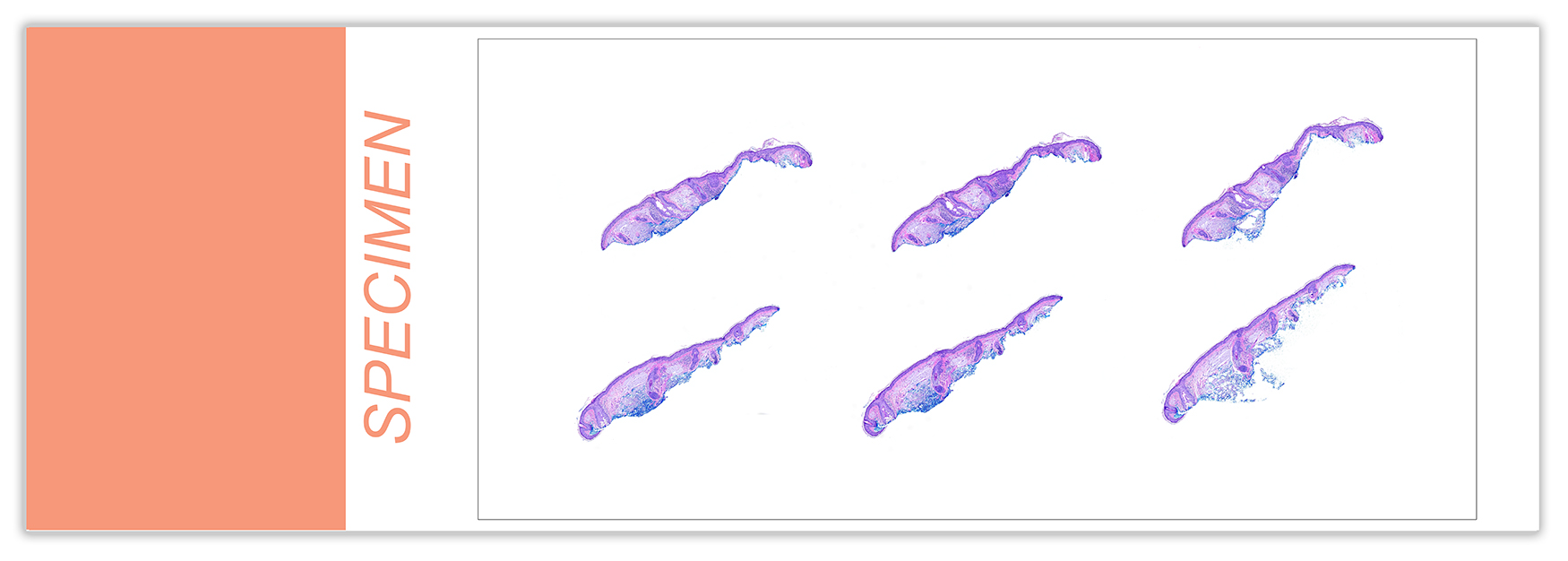 Microscope Slide Art - Meyer Instruments