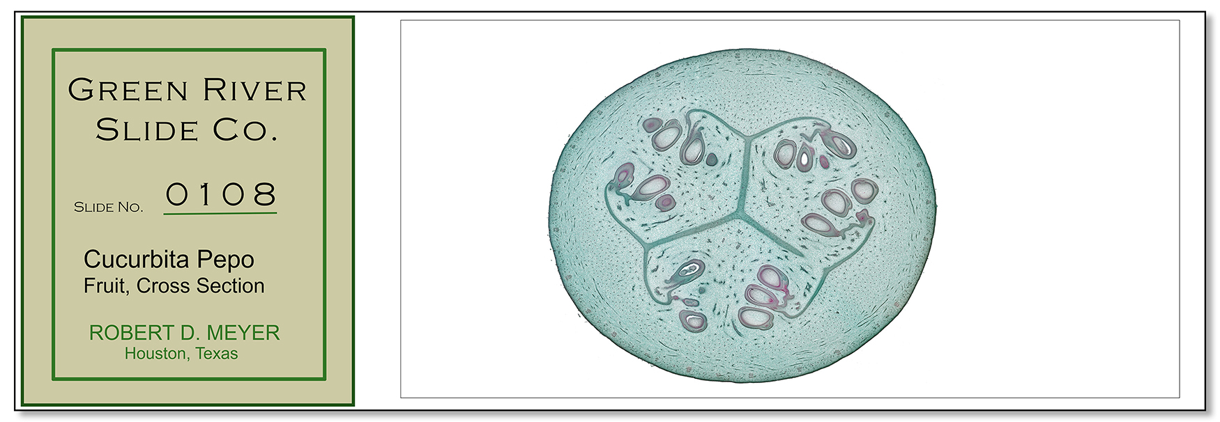 curcurbita-pepo-ds_sm - Meyer Instruments