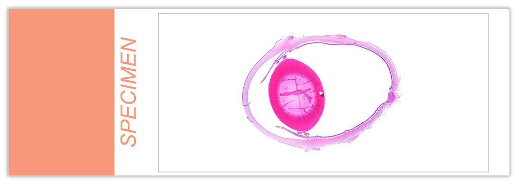 Mouse eye - Meyer Instruments