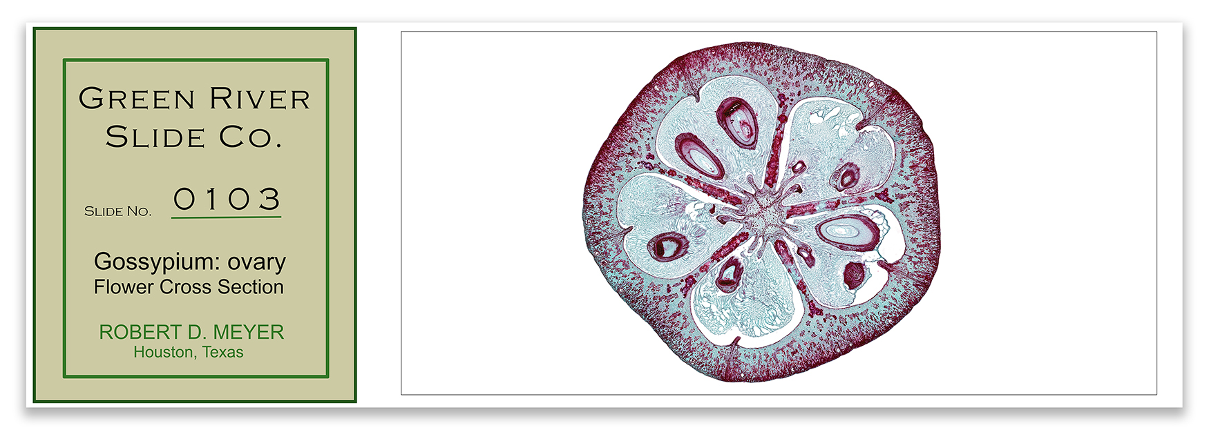 gossypium-ds_sm - Meyer Instruments