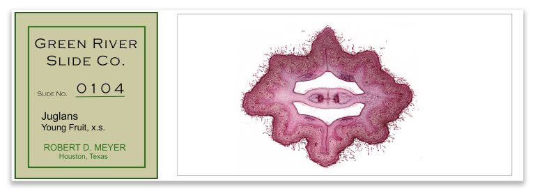 Microscope Slide Art - Meyer Instruments