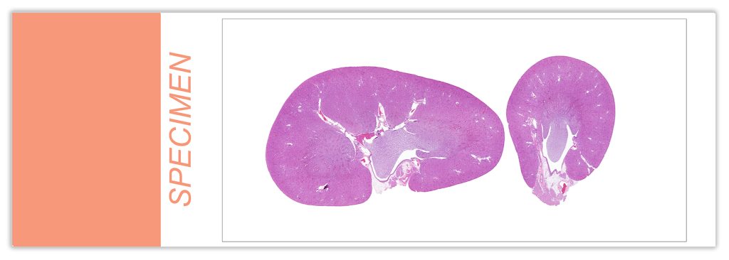 Microscope Slide Art - Meyer Instruments