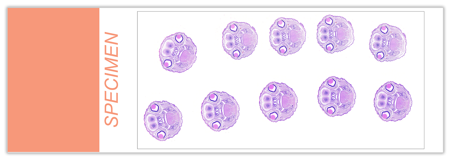 mouse-eyes-slide-_ds - Meyer Instruments