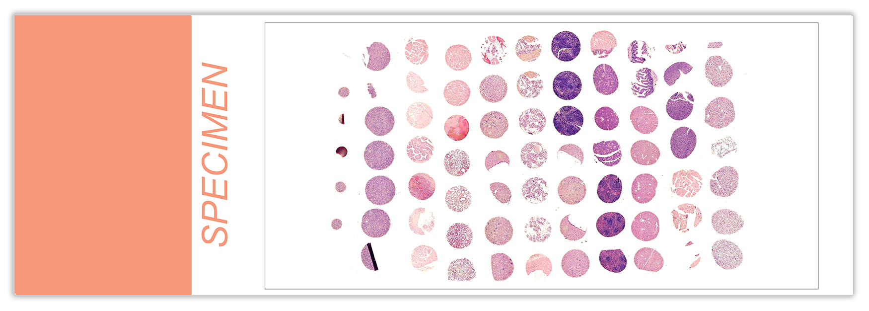 tissue-array-slide_ds - Meyer Instruments
