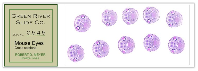 Microscope Slide Art - Meyer Instruments