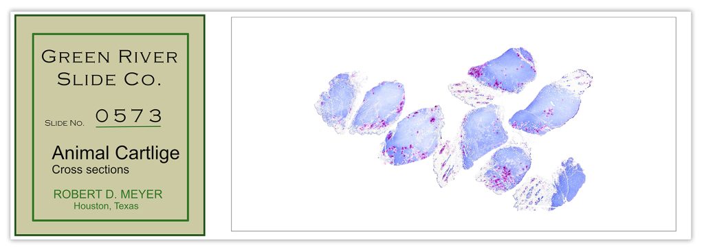 Microscope Slide Art - Meyer Instruments