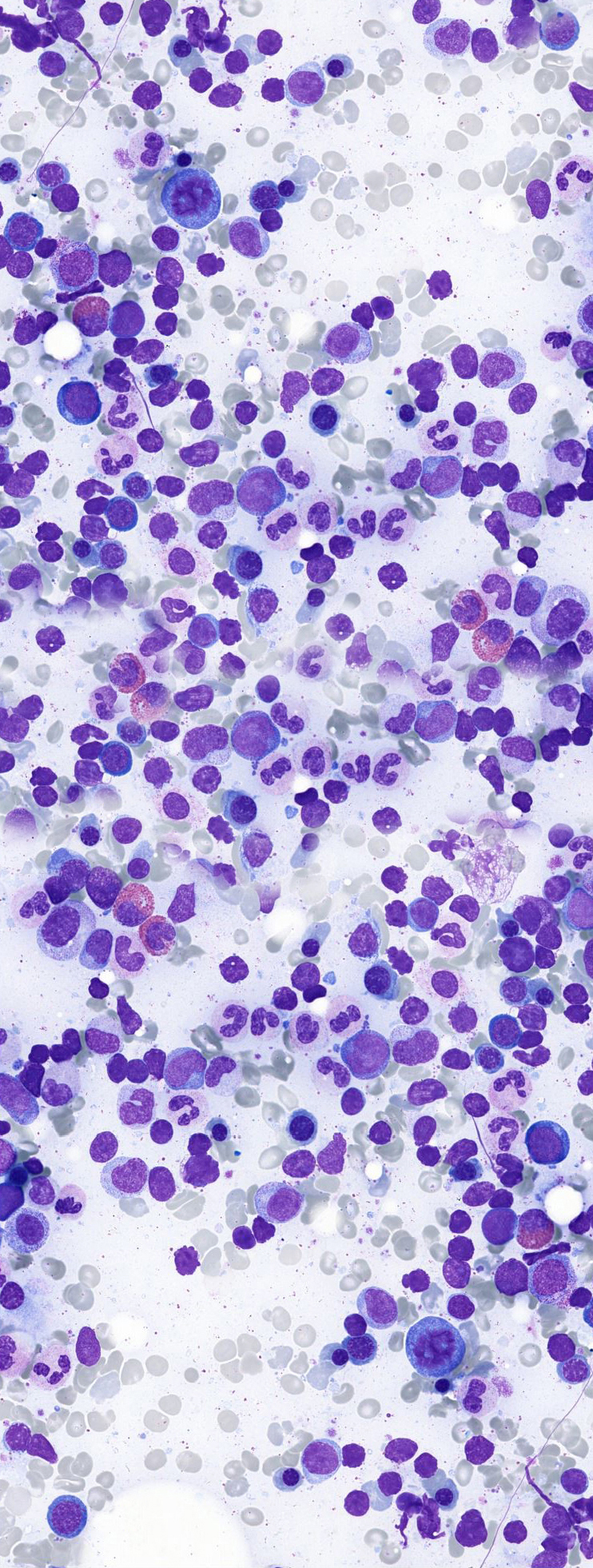 blood-100x-oil-rotated - Meyer Instruments