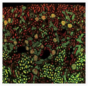 Motic EASYSCAN FL3 Fluorescence Whole Slide Scanner - Meyer Instruments