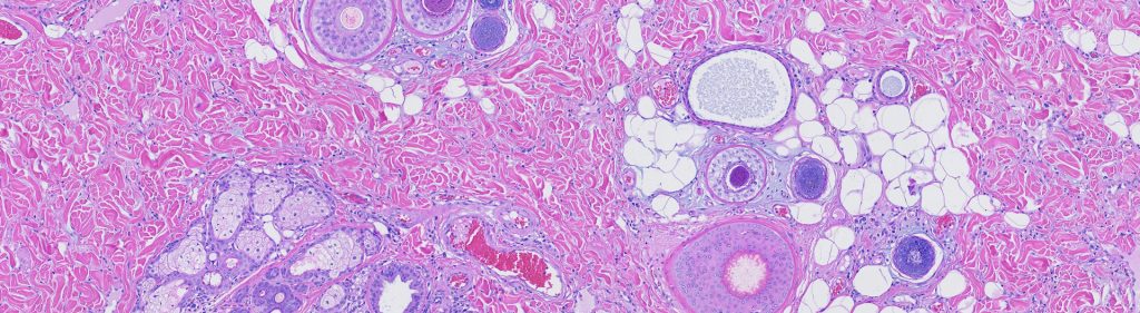 Motic EASYSCAN PRO 24 Pathology Slide Scanner - Meyer Instruments