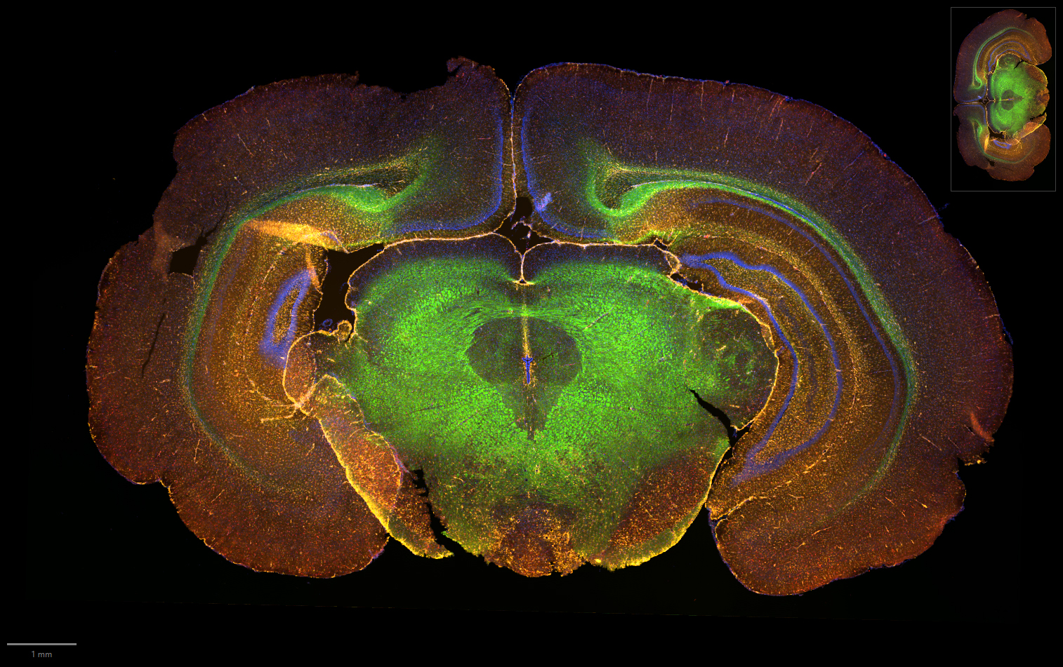 ImageJ=1.54funit=u00B5m - Meyer Instruments