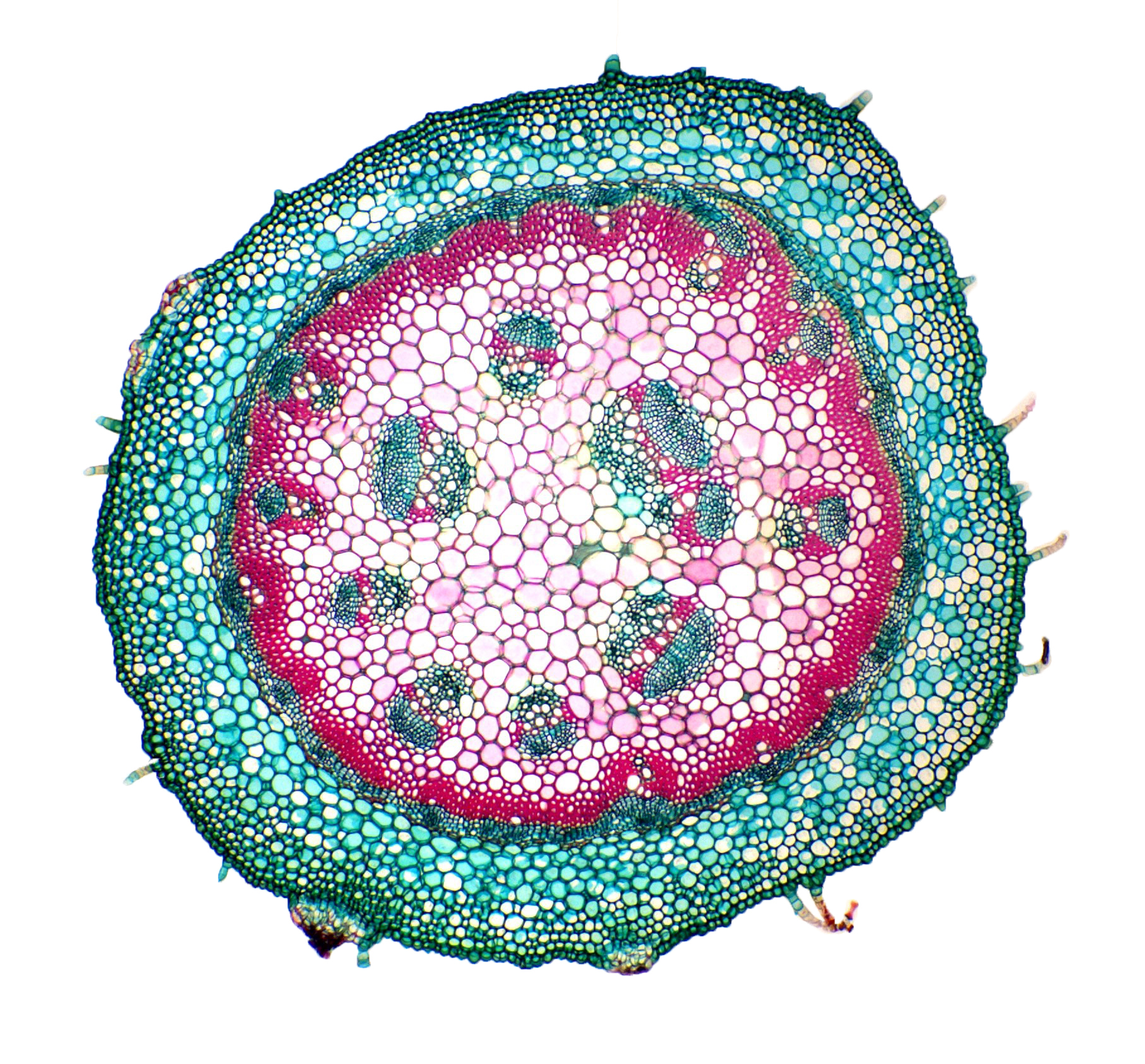 bougainvillea-small- Meyer Instruments