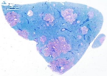 PathScan Enabler IV, Digital Pathology Slide Scanner
